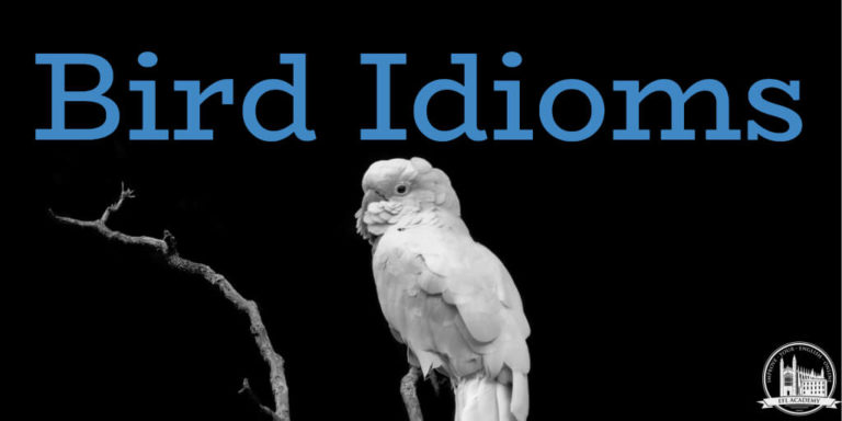 10 Common Bird Idioms You Can Use Today